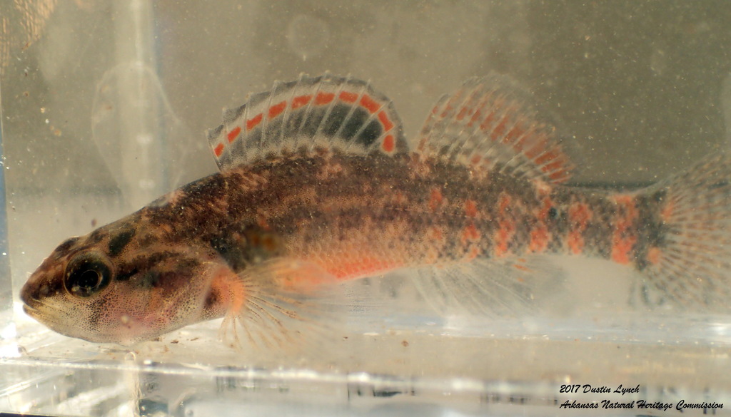 Mud darter from Benson Creek Natural Area - Bayou Deview backwater ...