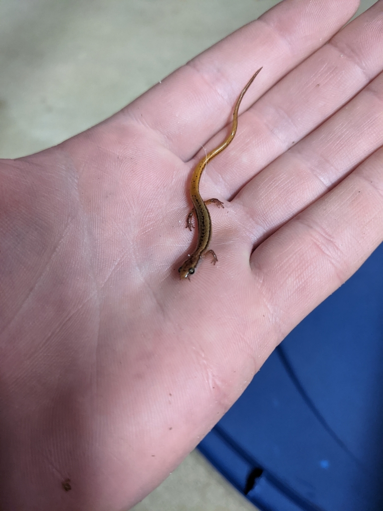 Chamberlain's Dwarf Salamander in November 2020 by Kevin McAlister ...