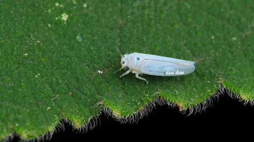 Genus Elbelus · iNaturalist