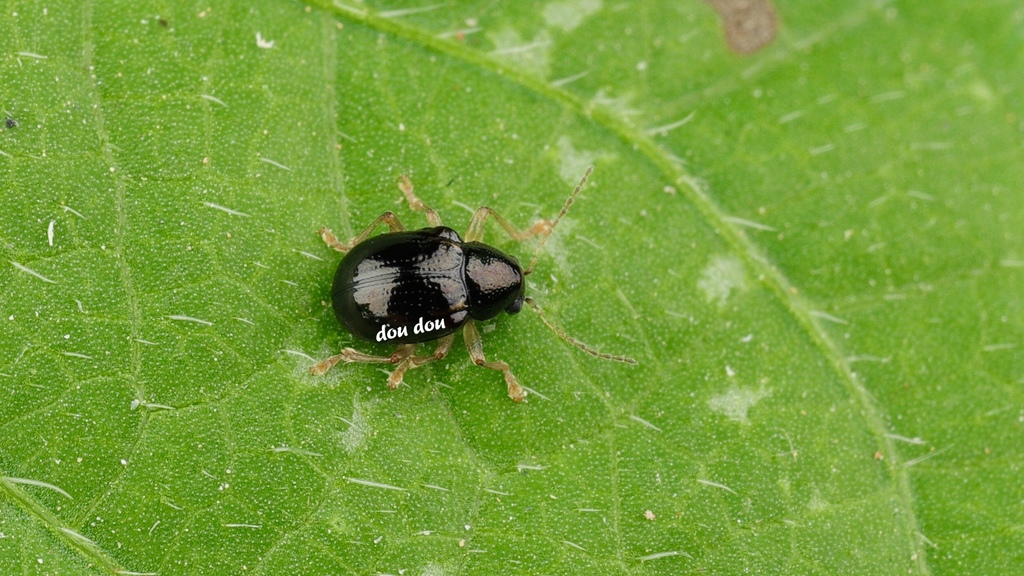 Pagria signata from 中国江苏省南京市栖霞区天文山 on August 14, 2020 at 10:49 PM by 豆豆 ...