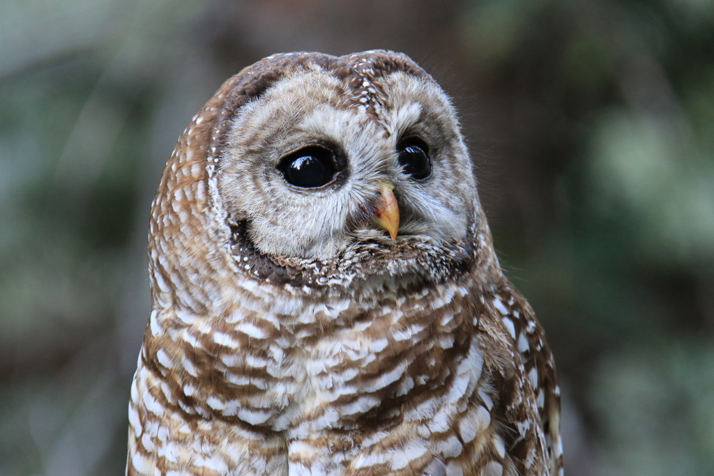 Mexican Spotted Owl in June 2020 by go_outside · iNaturalist