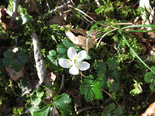 Coptis quinquefolia · iNaturalist