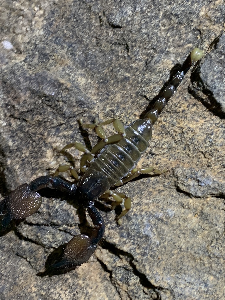 Pandinurus from Samburu, Rift Valley, KE on November 7, 2020 at 08:50 ...