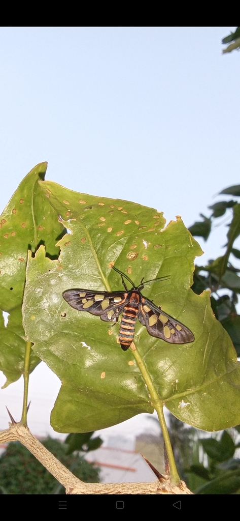 sandalwood defoliator from H.No. 22-40-C-1A, Sangaiah Peta, Nandikotkur ...