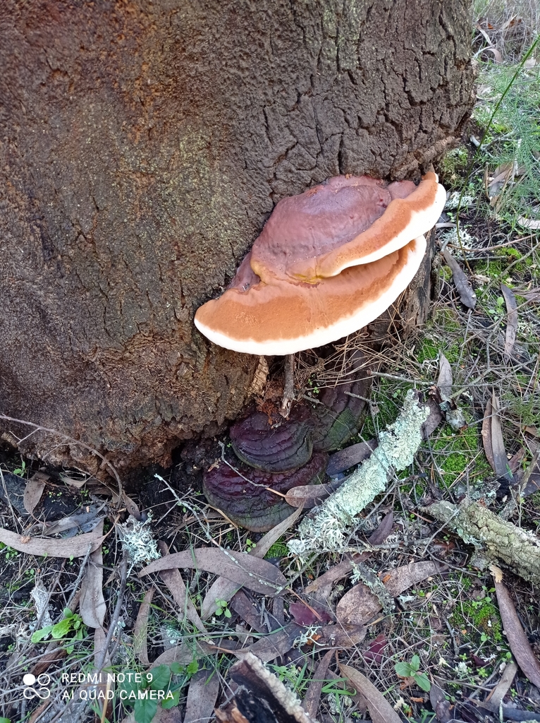 Ganoderma resinaceum from Longomel, 7400, Portugal on November 10, 2020 ...