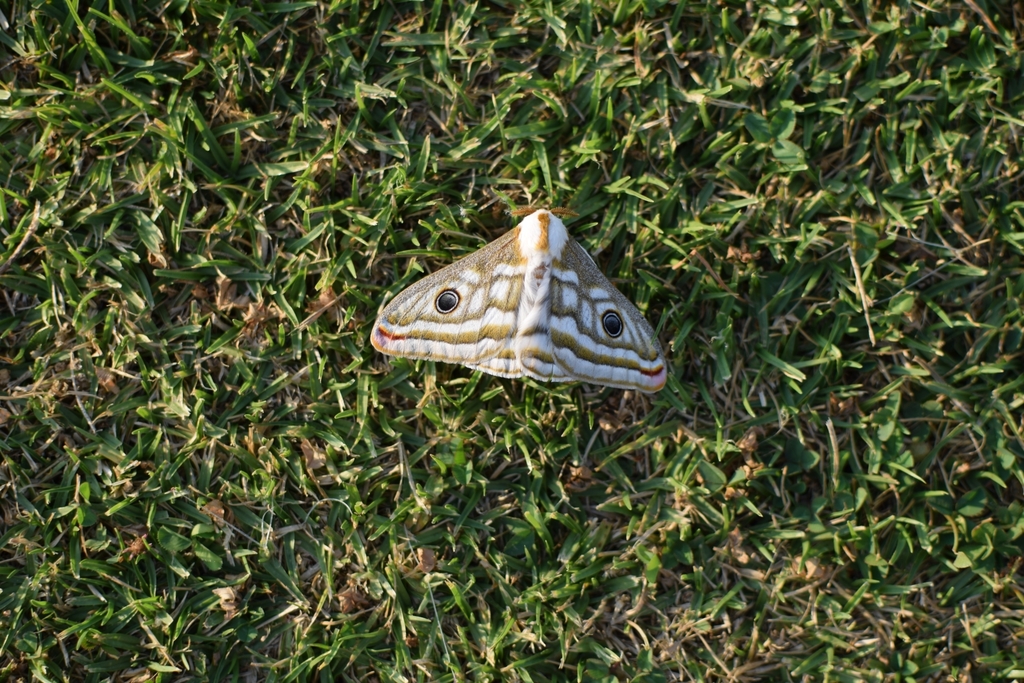 Apollo Marbled Emperor from Nyanga, Zimbabwe on November 10, 2020 at 04 ...