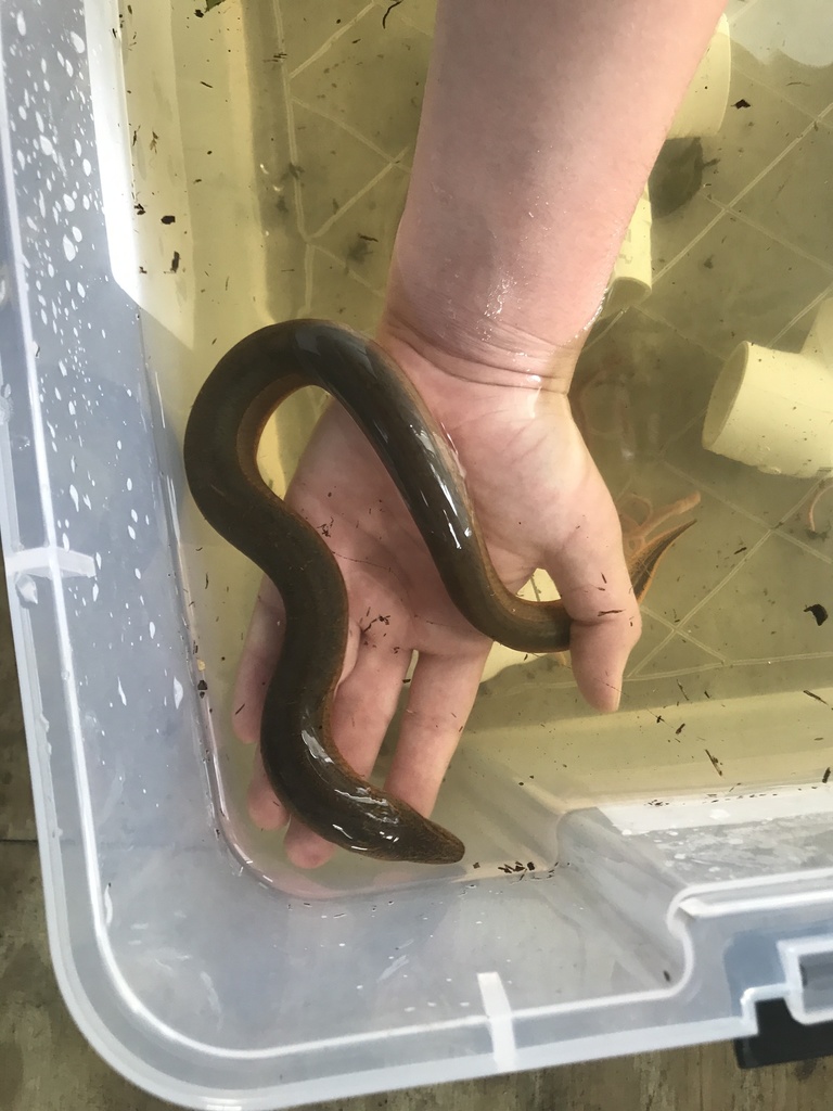 Asian swamp eel from SW 190th Ave, Southwest Ranches, FL, US on ...