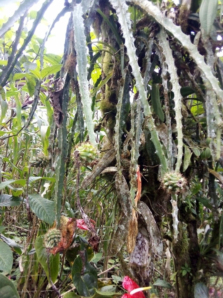 moonlight cacti from San Miguel de los Bancos, Ecuador by Vinicio Bone ...