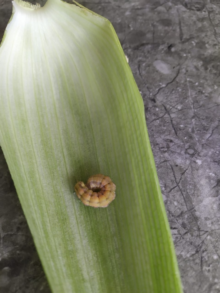Fall Armyworm Moth from Cotocollao on November 10, 2020 at 10:15 PM by ...