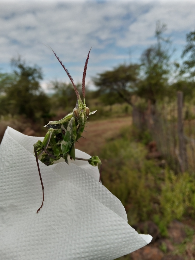 Giant Devil's Flower Mantis from Kimose, Kenya on October 21, 2020 at ...