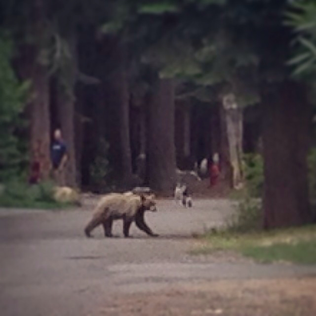 California Black Bear from 141 Shadow Ln, Mammoth Lakes, CA, US on July ...