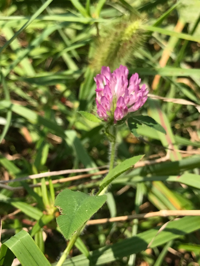 Red Clover in September 2017 by michael_e · iNaturalist