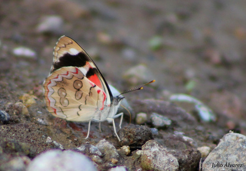 Genus Cyclogramma · iNaturalist