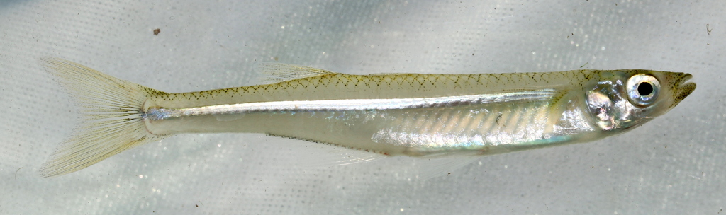 Inland Silverside from Oxford, KS 67119, USA on September 9, 2017 at 11 ...