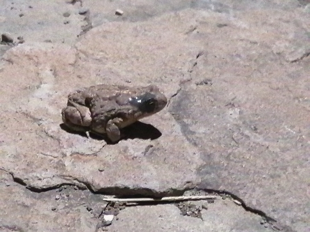 Pygmy Toad from Central Karoo, ZA-WC, ZA on November 11, 2020 at 07:36 ...