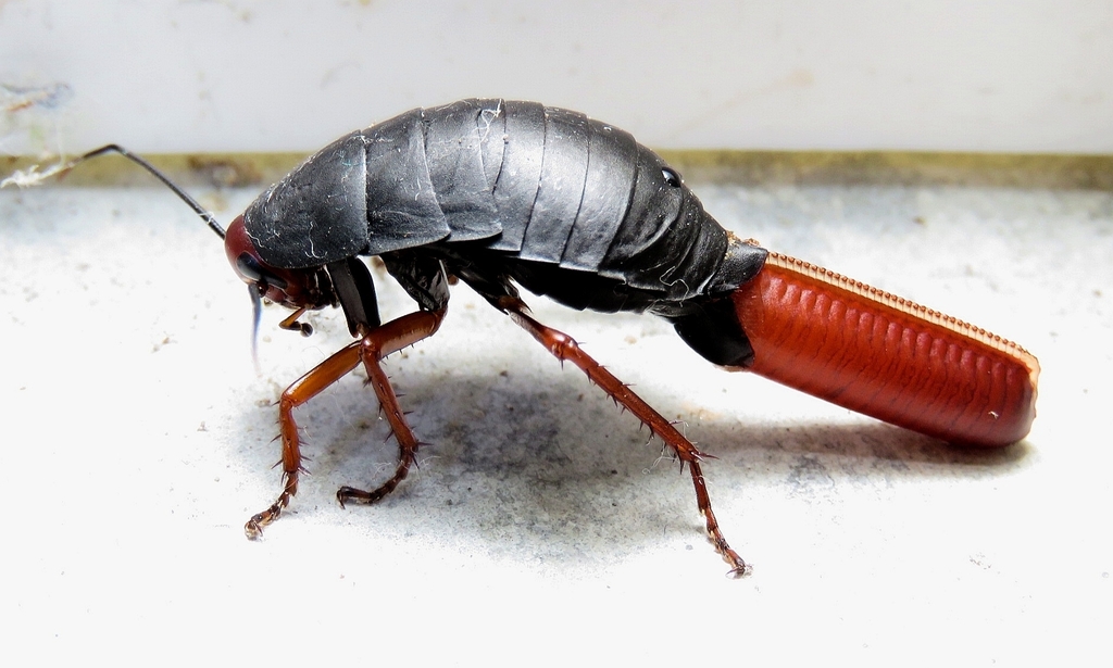 Red-headed Cockroach from Heiderand, Mossel Bay, 6511, South Africa on ...