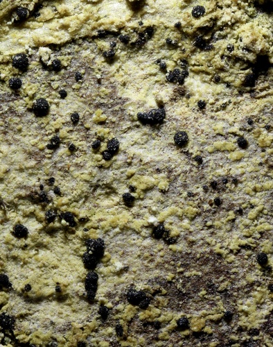 Arthonia mediella · iNaturalist