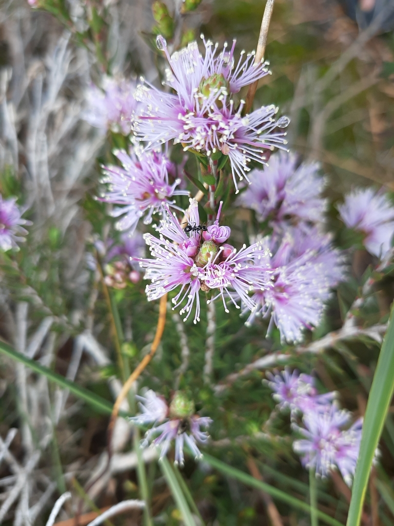 swamp honey-myrtle from Waratah-Wynyard, TAS, Australia on November 13 ...