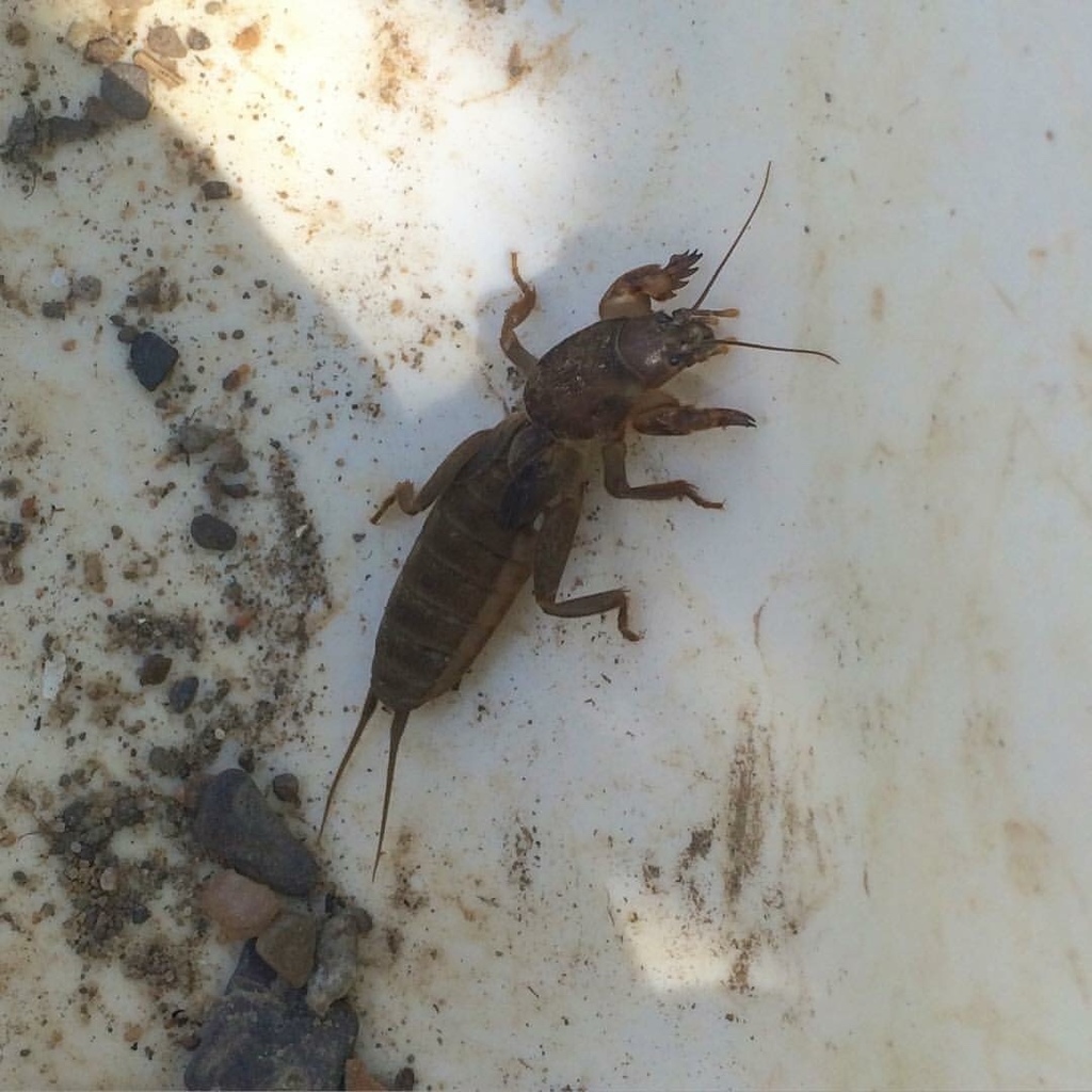 Northern Mole Cricket from Highbanks Metro Park, Powell, OH, US on June ...