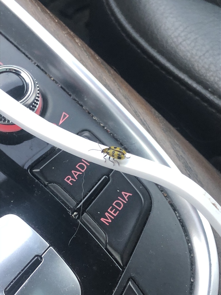 Spotted Cucumber Beetle from University of Washington, Seattle, WA, US ...