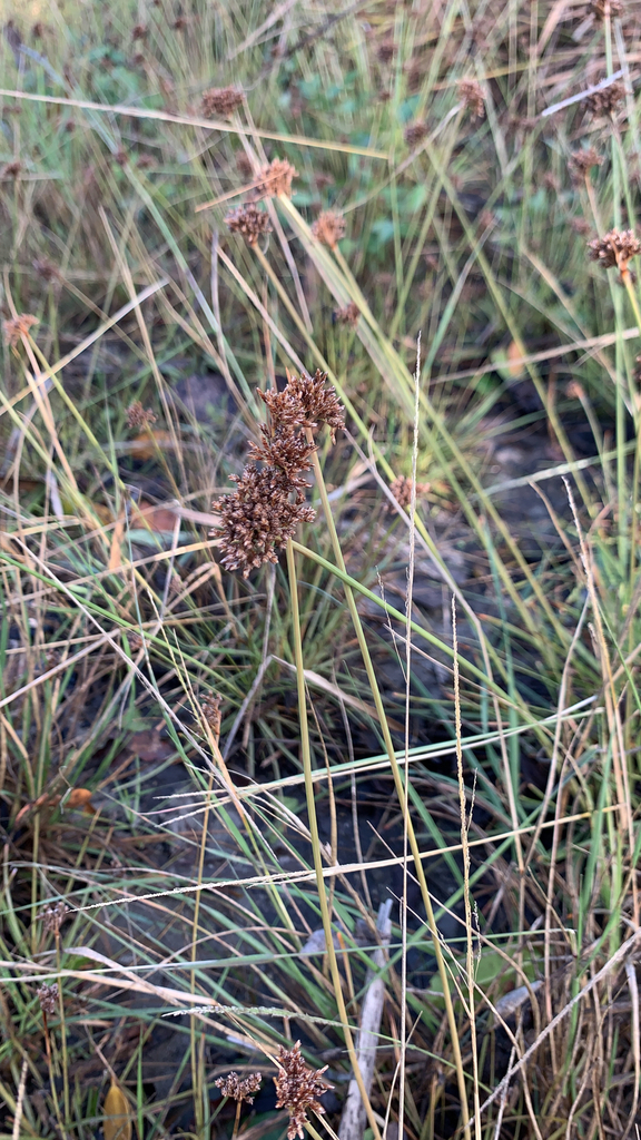 spiny rush in November 2020 by Brendan Myers · iNaturalist