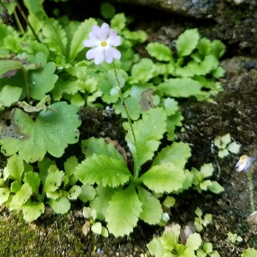 Mistassini Primrose from Apple River Canyon State Park on July 15, 2017 ...