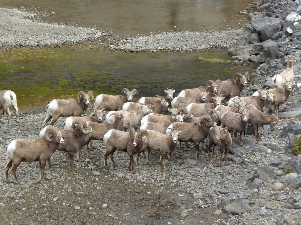 Rocky Mountain Bighorn Sheep in April 2008 by Brian Catto. Flock of ...