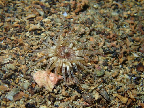 Genus Mesacmaea · iNaturalist