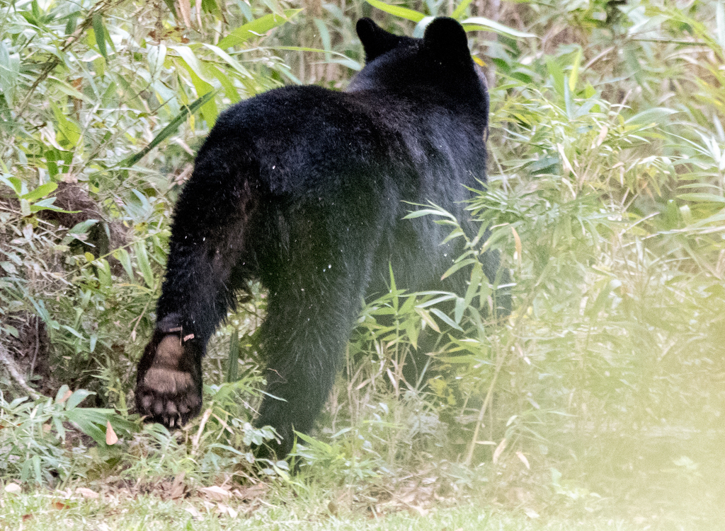 Eastern Black Bear from Charlton County, GA, USA on October 23, 2020 at ...