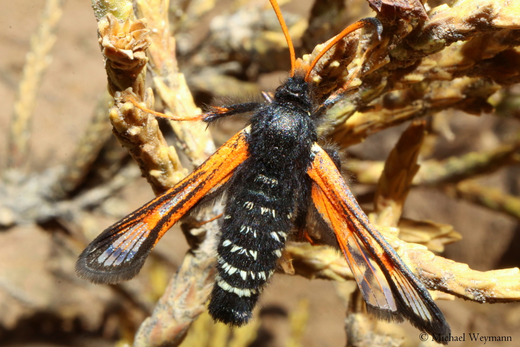 Carmenta haematica in November 2020 by Michael Weymann · iNaturalist