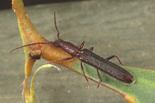 Genus Bebius · iNaturalist