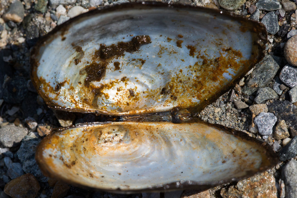Giant Floater in September 2020 by Joshua Lincoln. @wallyjenkins ...