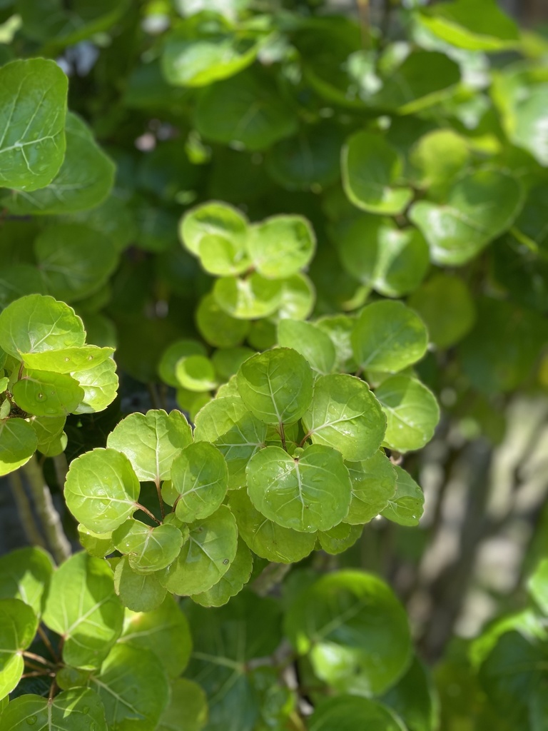 shield aralia from PW on November 14, 2020 at 11:09 AM by O'Keef ...