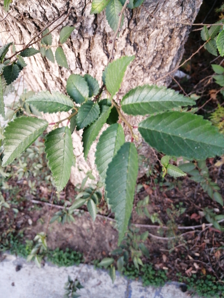 Field Elm from 09026 San Sperate SU, Italia on November 14, 2020 at 07: ...
