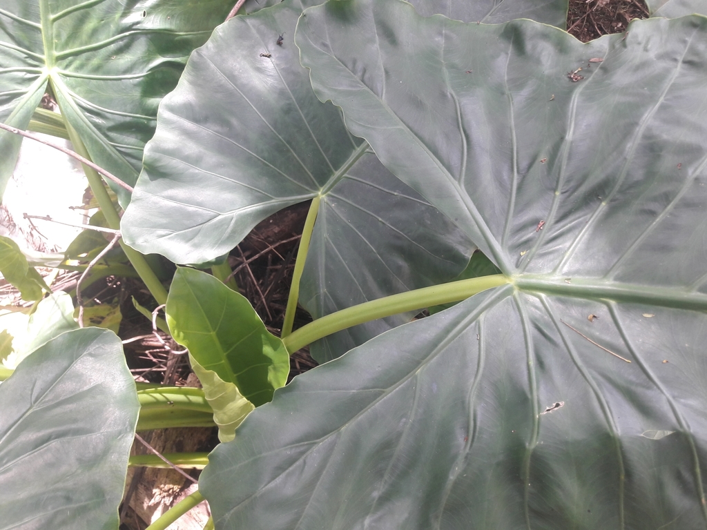 giant taro from Au Cap, Seychelles on November 14, 2020 at 10:58 AM by ...