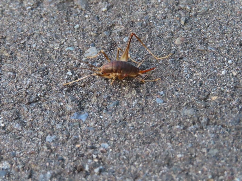 Atachycines apicalis apicalis from 日本、〒062-0053 北海道札幌市豊平区月寒東3条 on ...