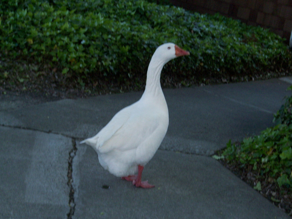 Grey Geese from santa rosa CA on April 21, 2012 by MenaZelzin1. -red ...