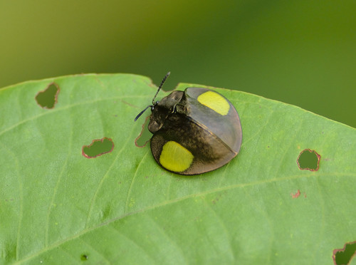 Stolas thoreyi · iNaturalist