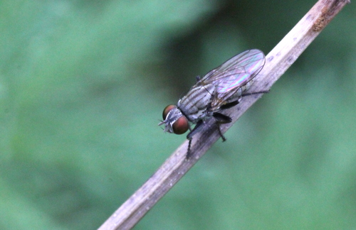 Lispe pumila · iNaturalist