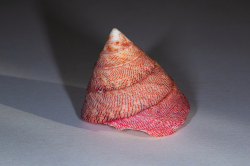 Trochus hanleyanus · iNaturalist