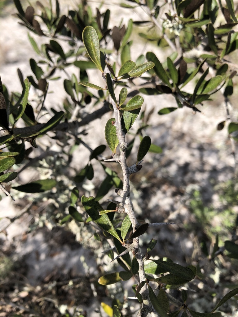 Tough Bully from Avon Park, FL, US on November 14, 2020 at 10:22 AM by ...