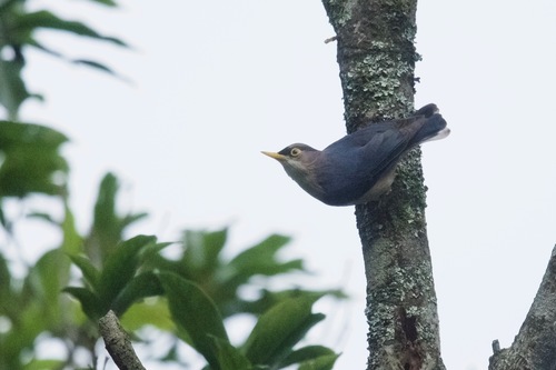 Yellow-billed Nuthatch (Hainan) (Subspecies Sitta solangiae ...