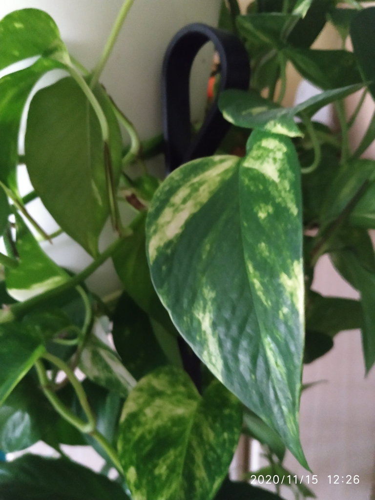 Golden Pothos from Colmenar Viejo on November 15, 2020 at 12:26 PM by ...