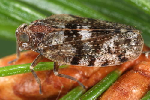 Genus Apartus · iNaturalist