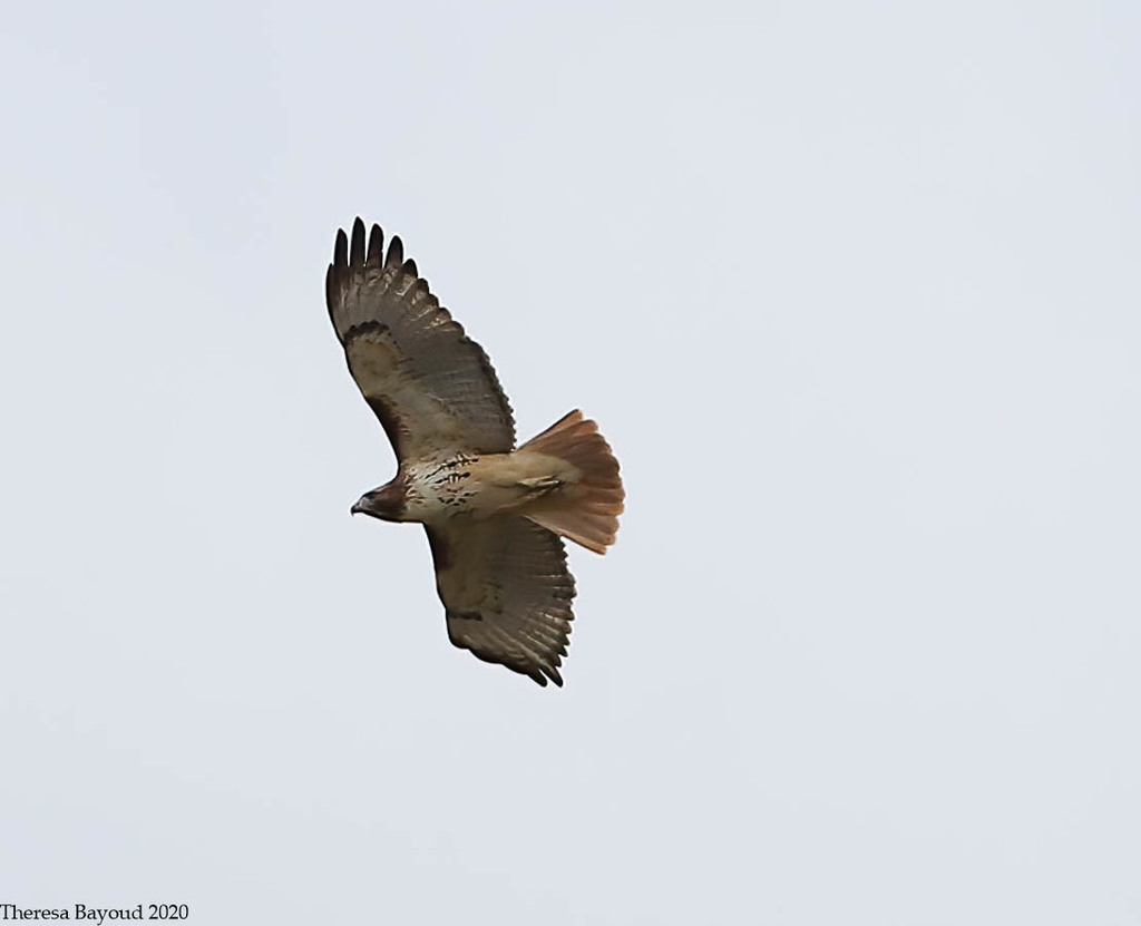 Red-tailed Hawk from backyard Austin, TX 78758, USA on November 14 ...