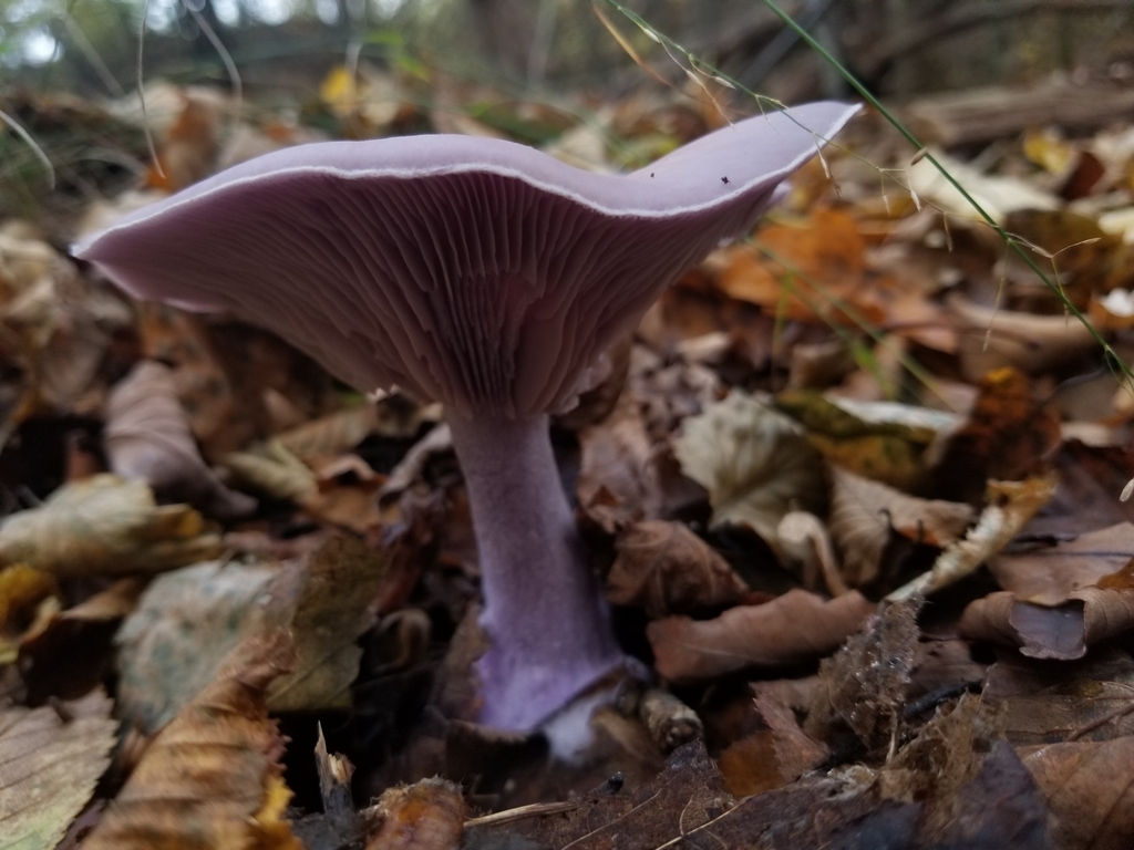 Blewit from Kamionka Mała 41, 34-602, Polska on October 25, 2020 at 03: ...