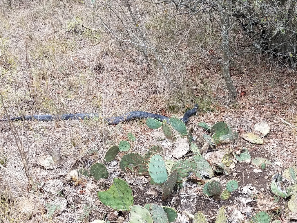 Texas Indigo Snake in November 2020 by Christopher Riggins · iNaturalist
