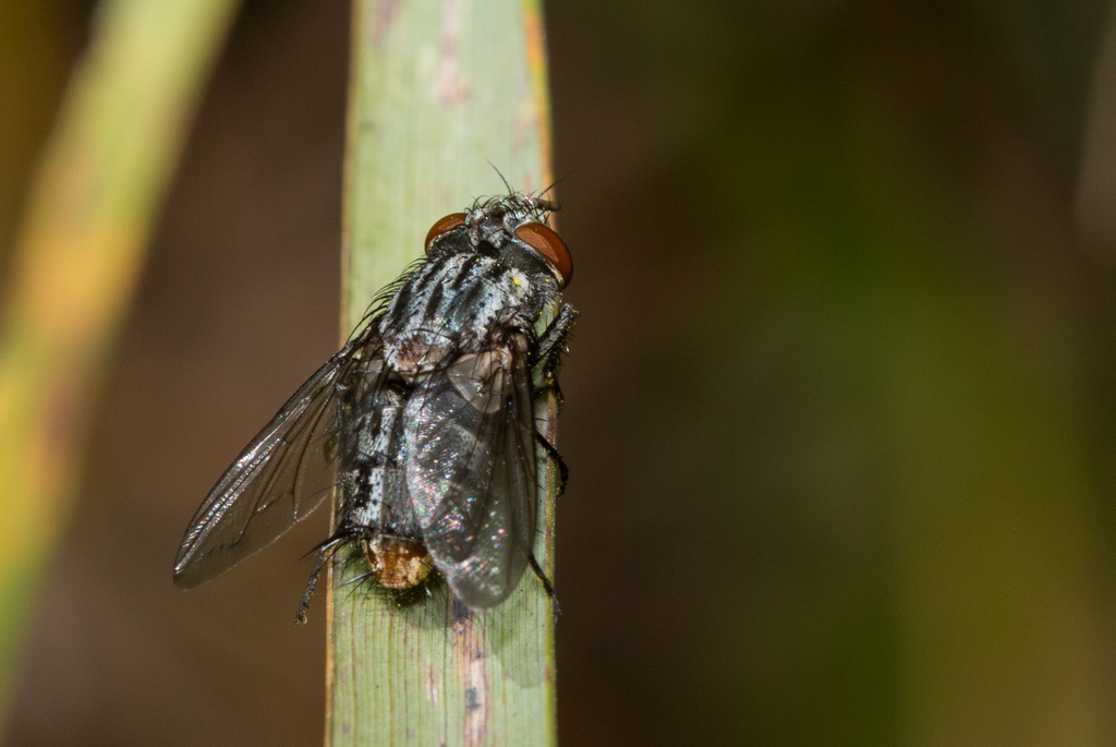 Bristle Flies from Chittenden, VT, USA on September 18, 2020 at 11:38 ...