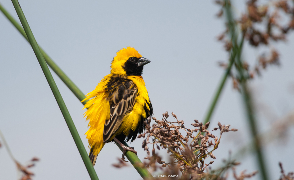 Yellow-crowned Bishop from San Joaquin Marsh, Irvine, CA 92612, USA on ...