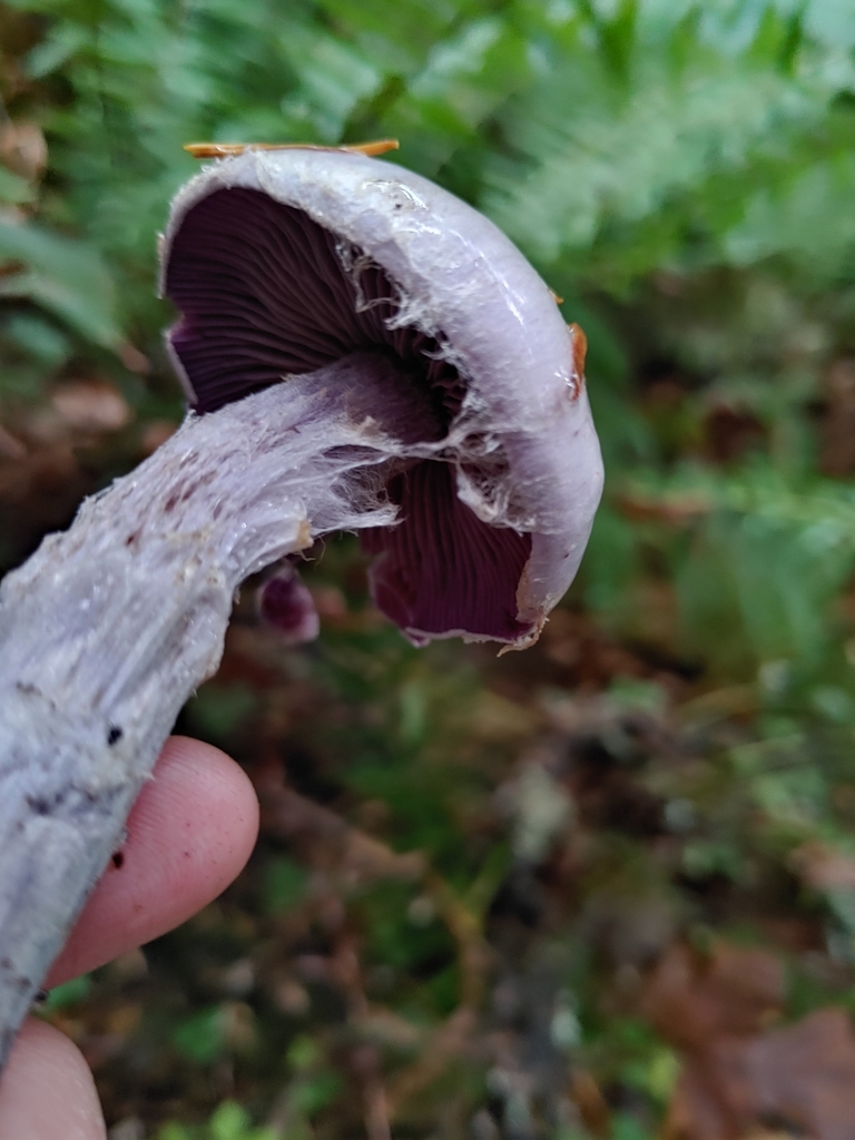 Webcaps from Lake Louise Rd at Stimpson Family Nature Reserve ...